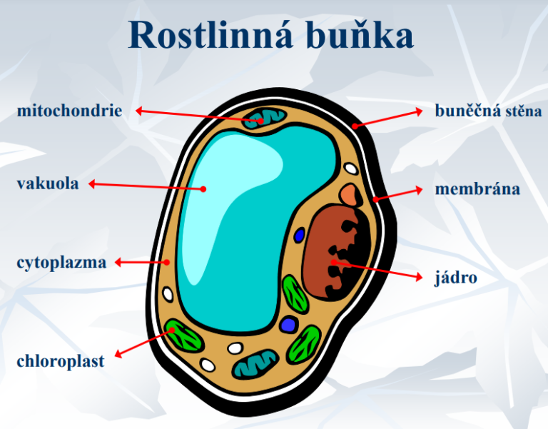 Stavba buňky › Přírodopis › Uč se online! ️ - Vše co potřebuješ do školy