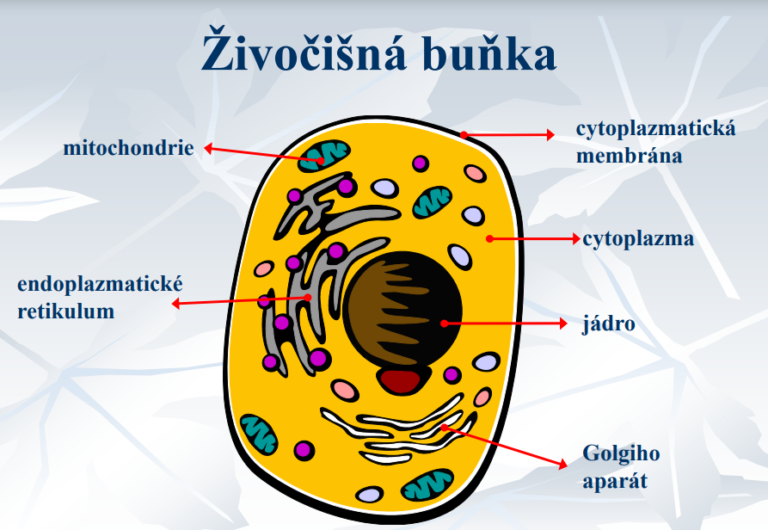 Stavba buňky › Přírodopis › Uč se online! ️ - Vše co potřebuješ do školy